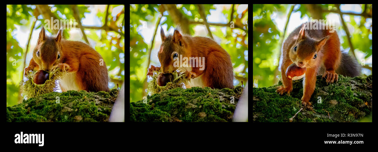 Squirrel eating chestnut hi-res stock photography and images - Alamy