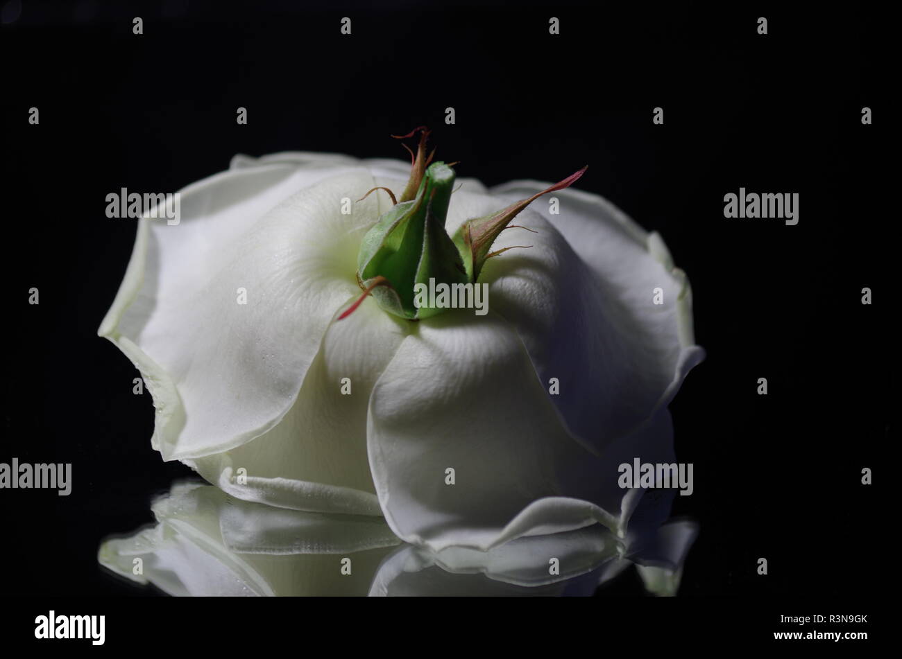 Pale underside hi-res stock photography and images - Alamy