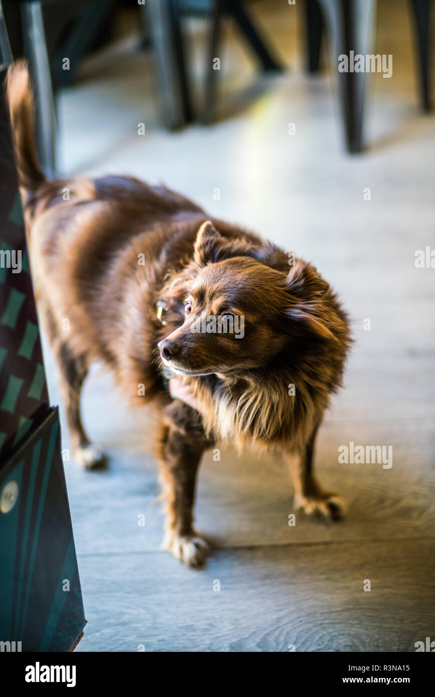 Cafe dog italy hi-res stock photography and images - Alamy