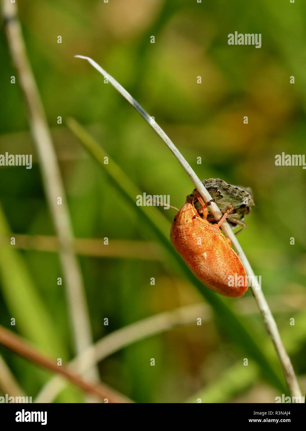 Cereal bug hi-res stock photography and images - Alamy
