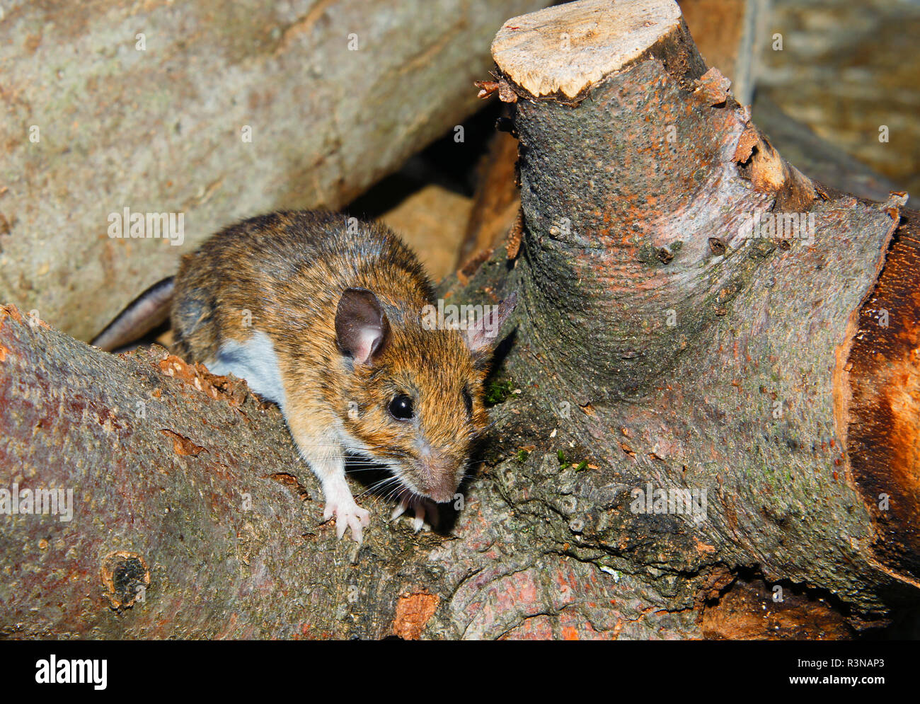 Rat skin hi-res stock photography and images - Alamy