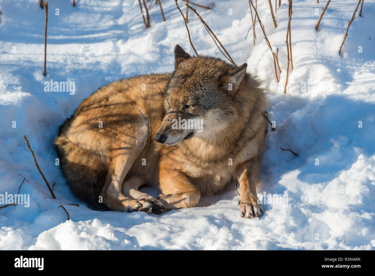 the wolf in winter Stock Photo - Alamy