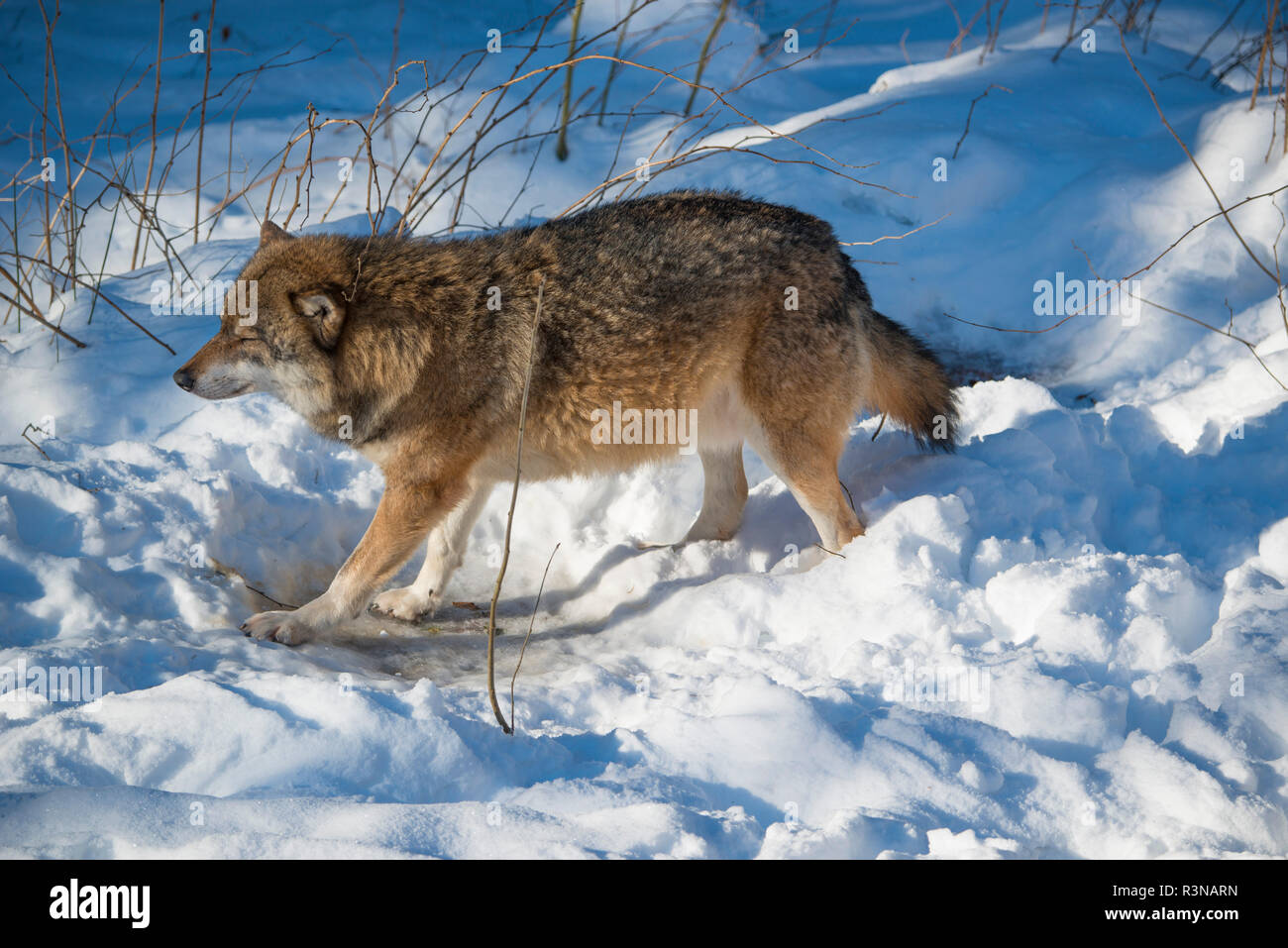 the wolf in winter Stock Photo - Alamy