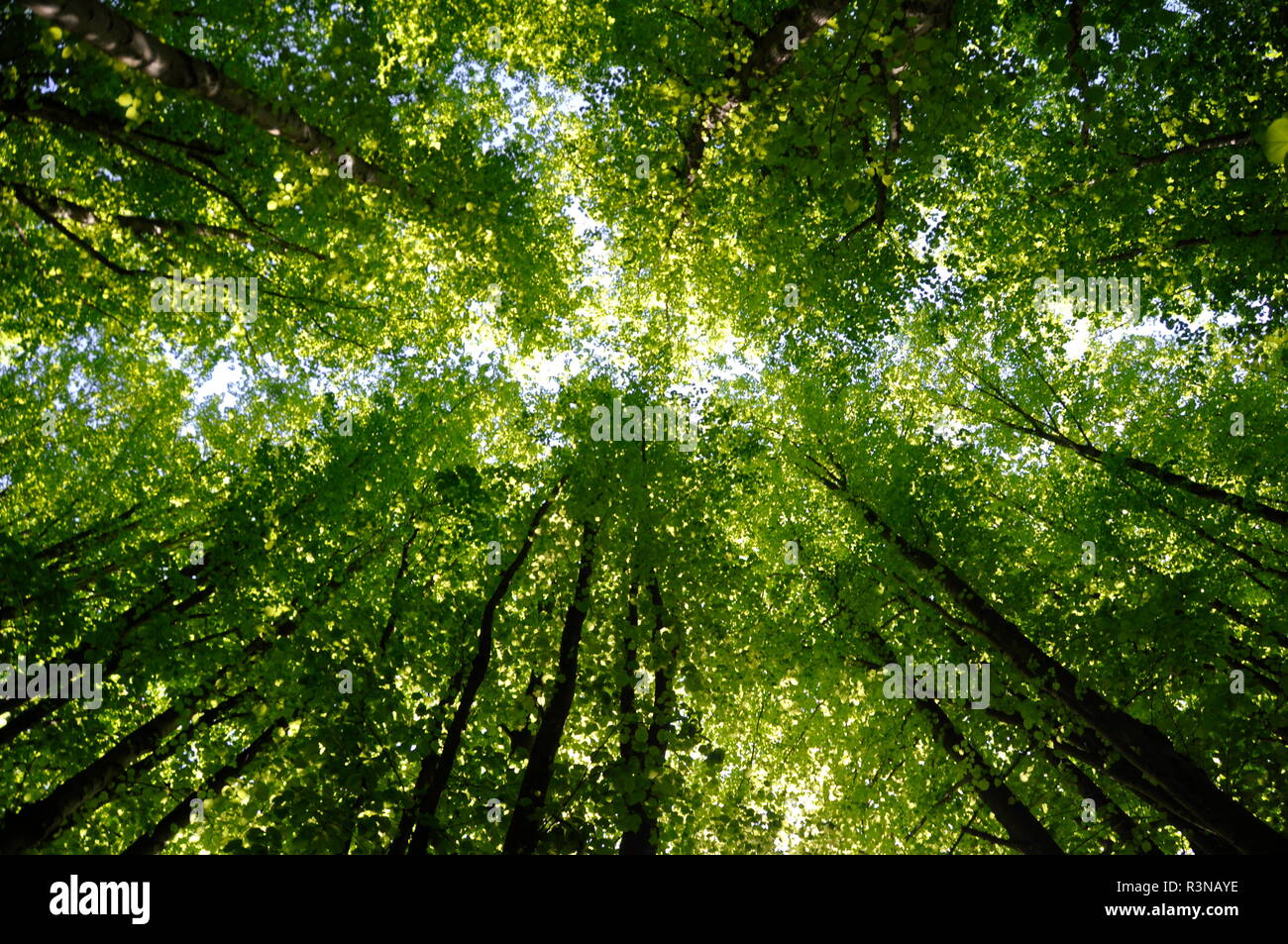 Walddach hi-res stock photography and images - Alamy