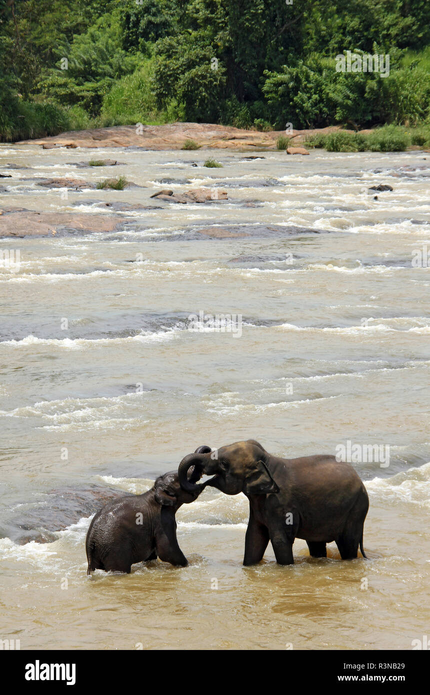 Ma oya hi-res stock photography and images - Alamy