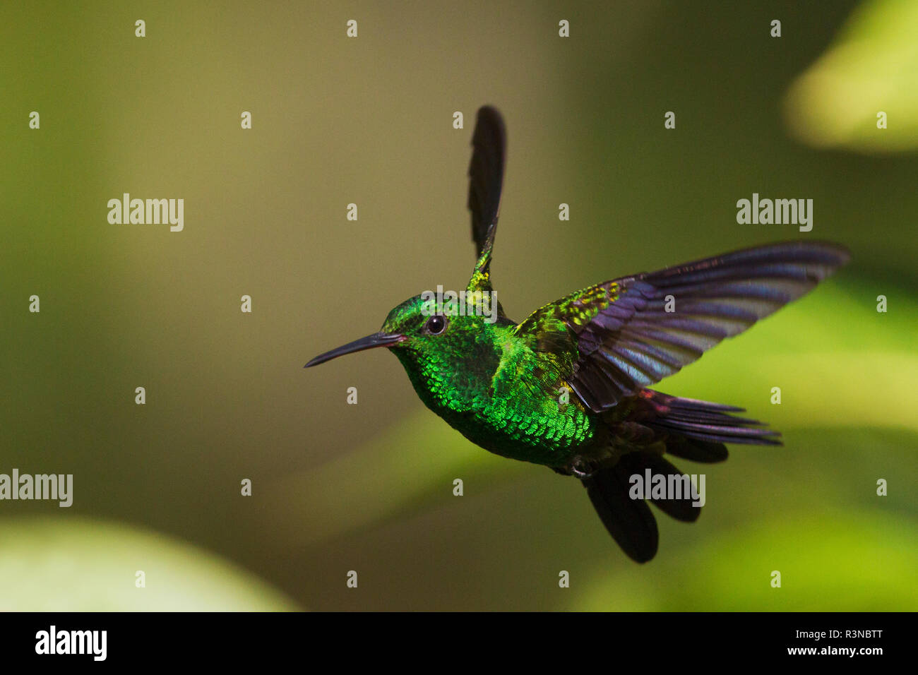 Copper rumped hummingbird hi-res stock photography and images - Alamy