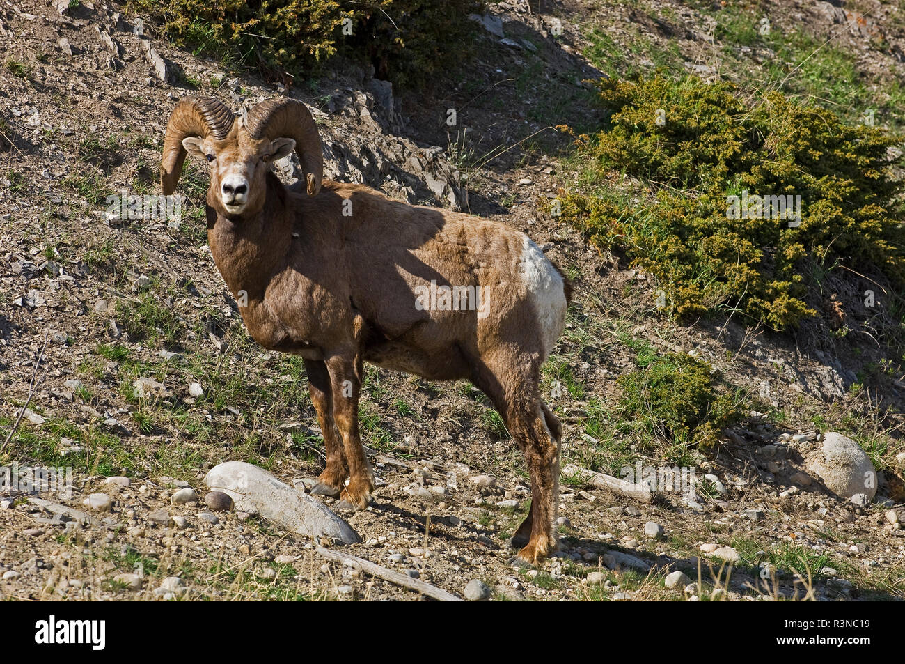 Canada, Alberta, Jasper National Park. Bighorn sheep in Canadian Rocky ...
