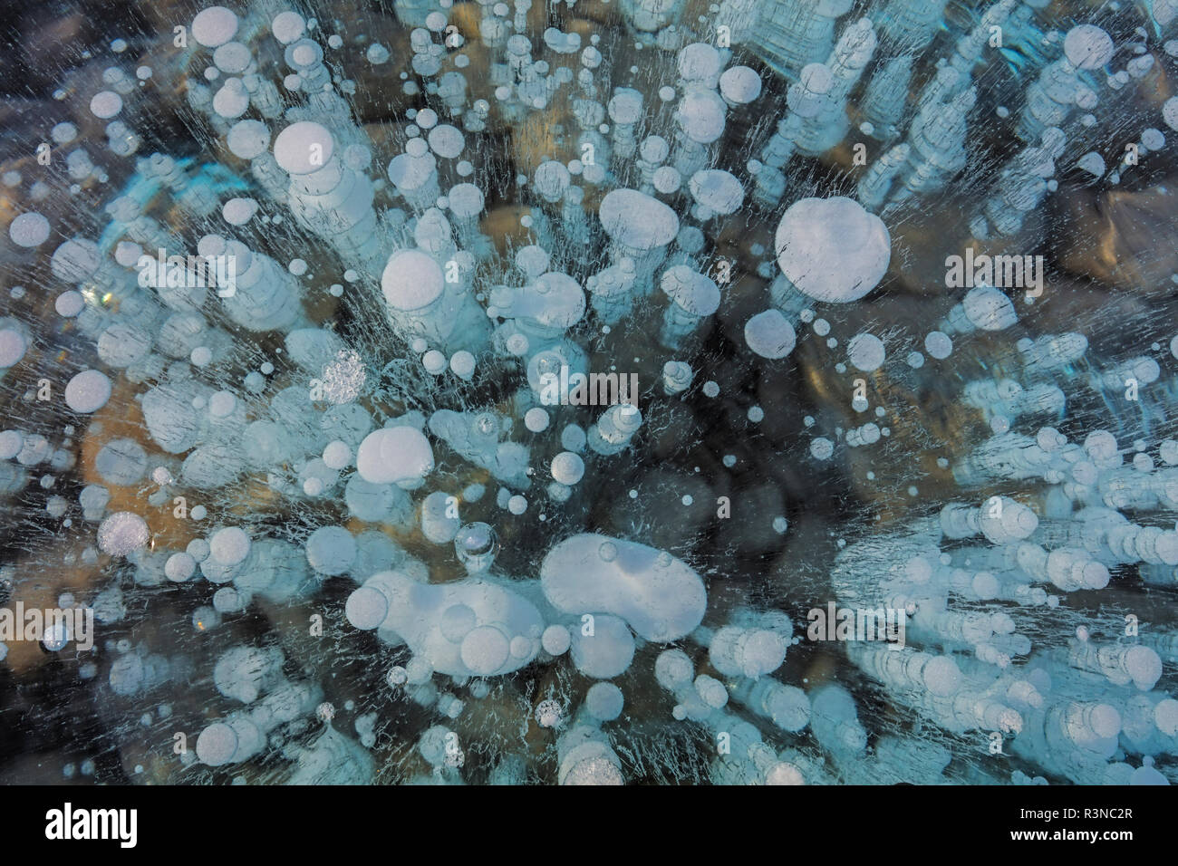 Methane ice bubbles under clear ice on Abraham Lake near Nordegg ...