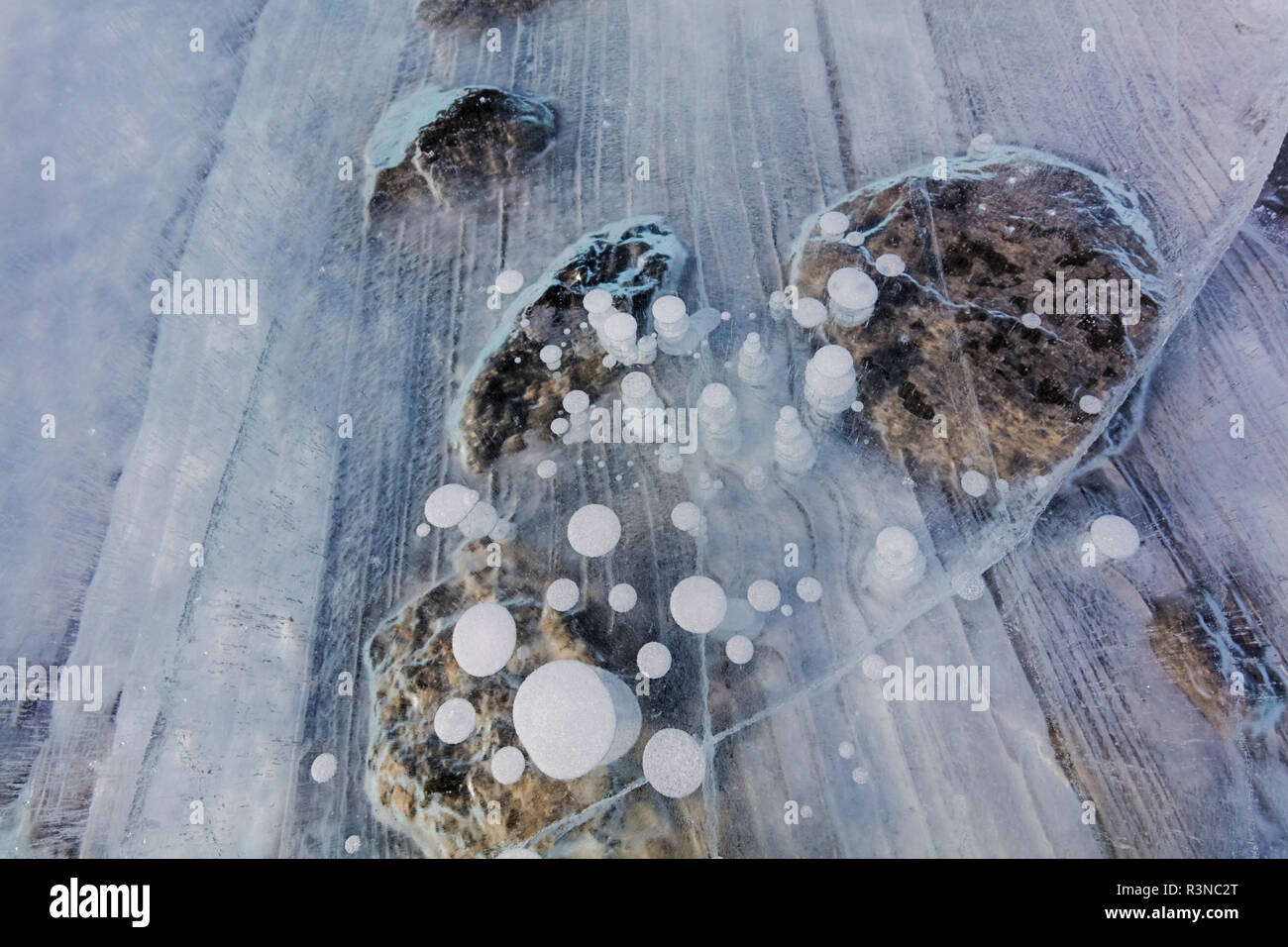 Methane ice bubbles under clear ice on Abraham Lake near Nordegg ...