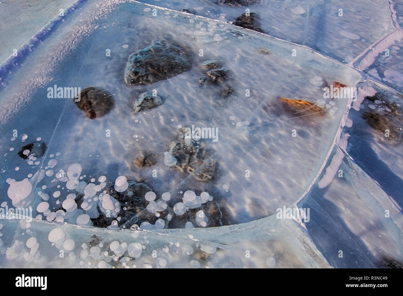 Methane ice bubbles under clear ice on Abraham Lake near Nordegg ...