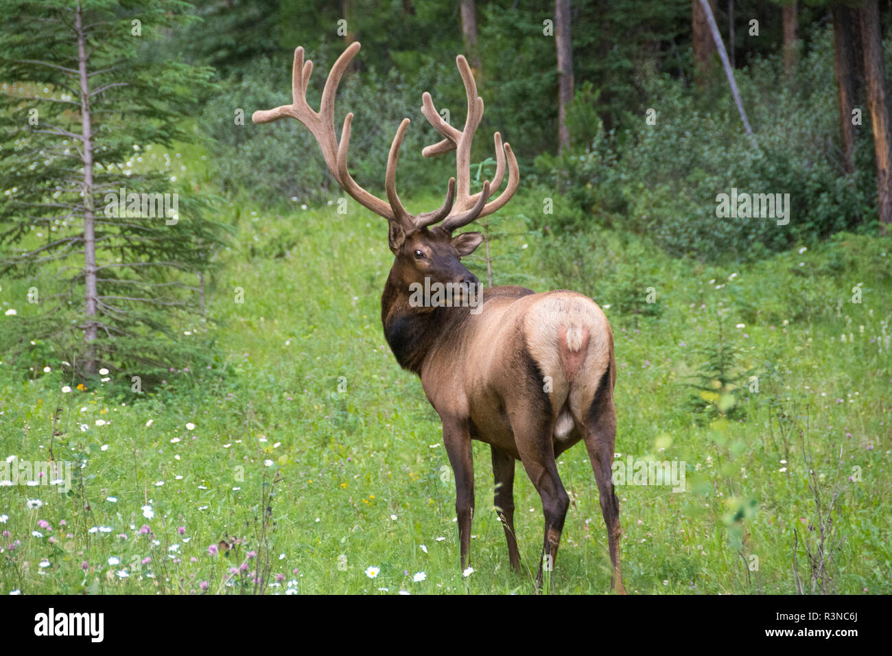 Canada Portrait Banff High Resolution Stock Photography and Images - Alamy