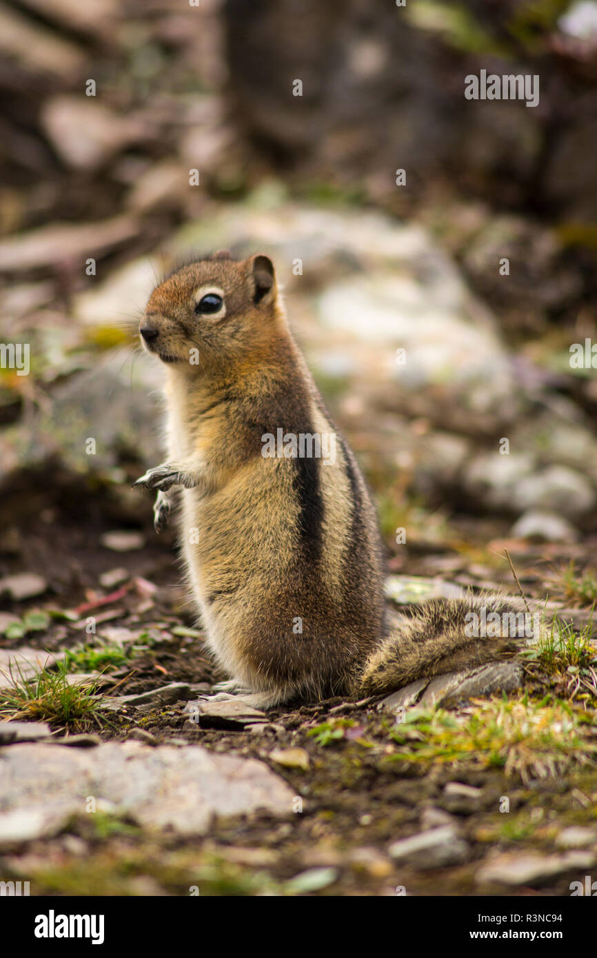 Banff National Park, Alberta, Canada. Standing golden-mantled ground ...
