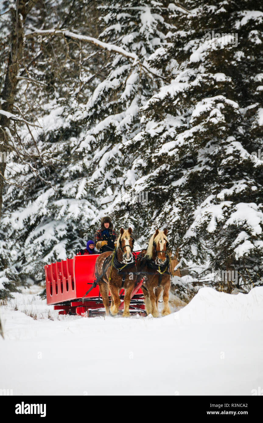 Sleigh banff winter horse hi-res stock photography and images - Alamy