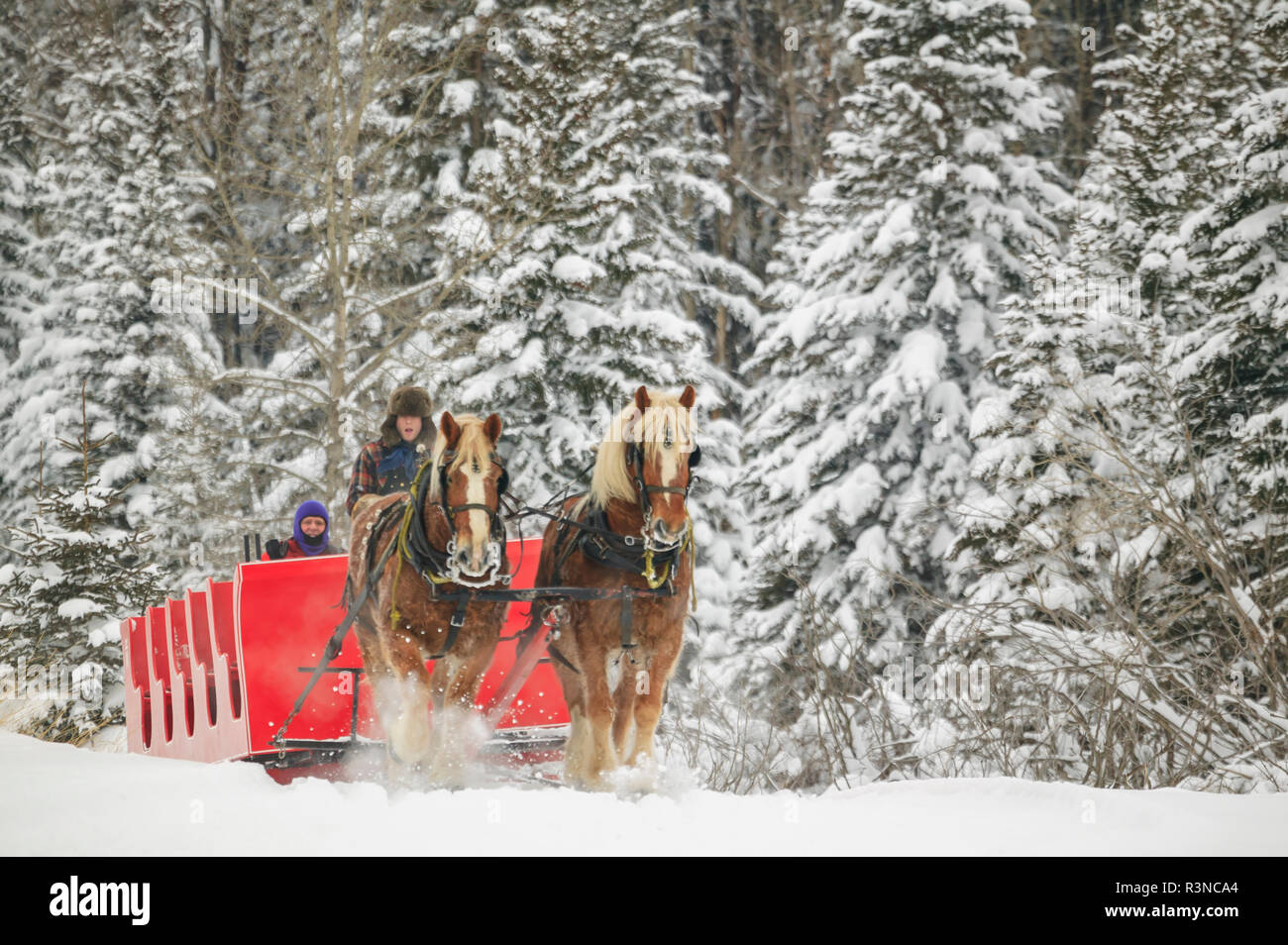 Sleigh Banff Winter Horse High Resolution Stock Photography and Images ...