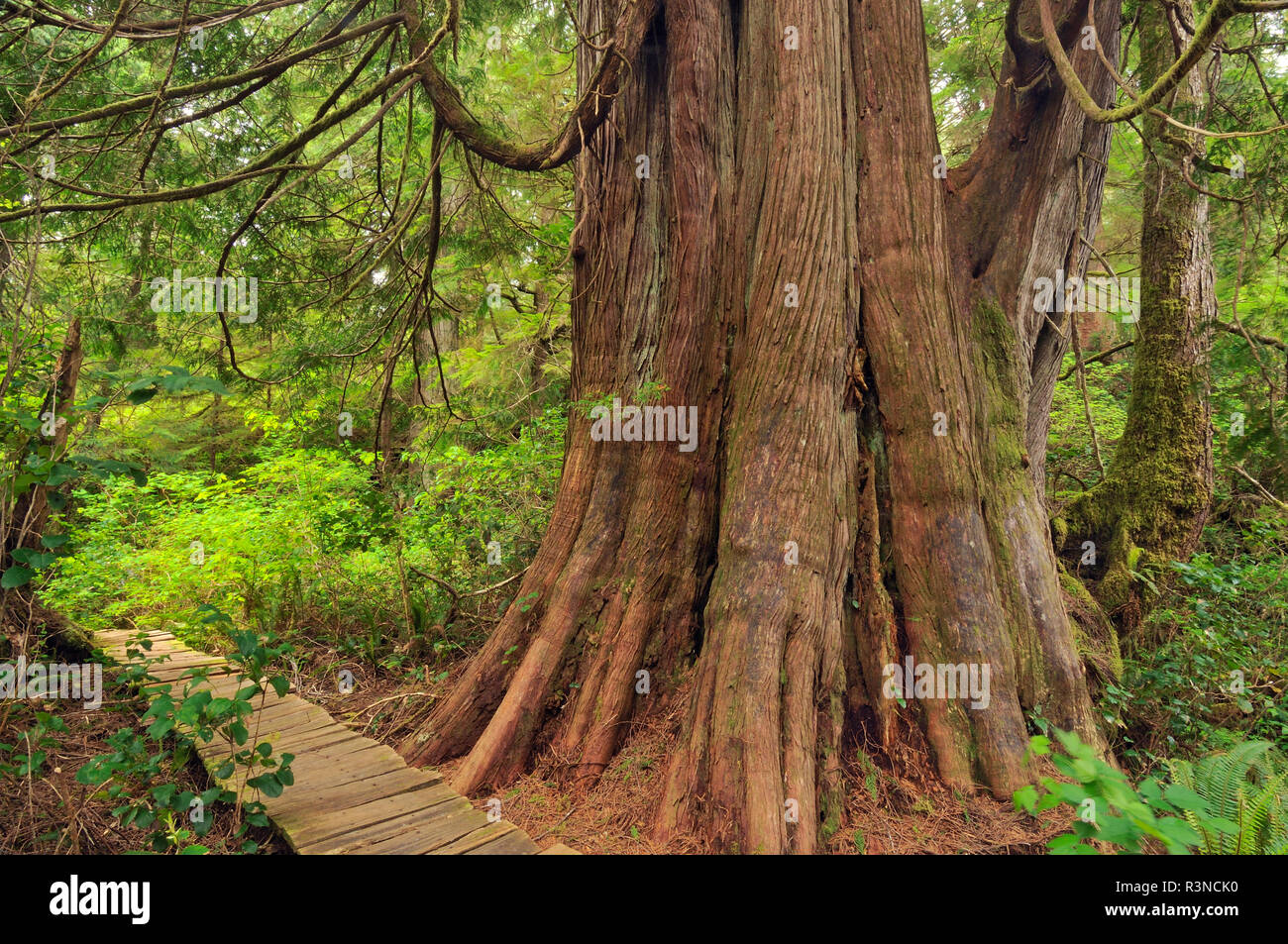Meares island tree hi-res stock photography and images - Alamy