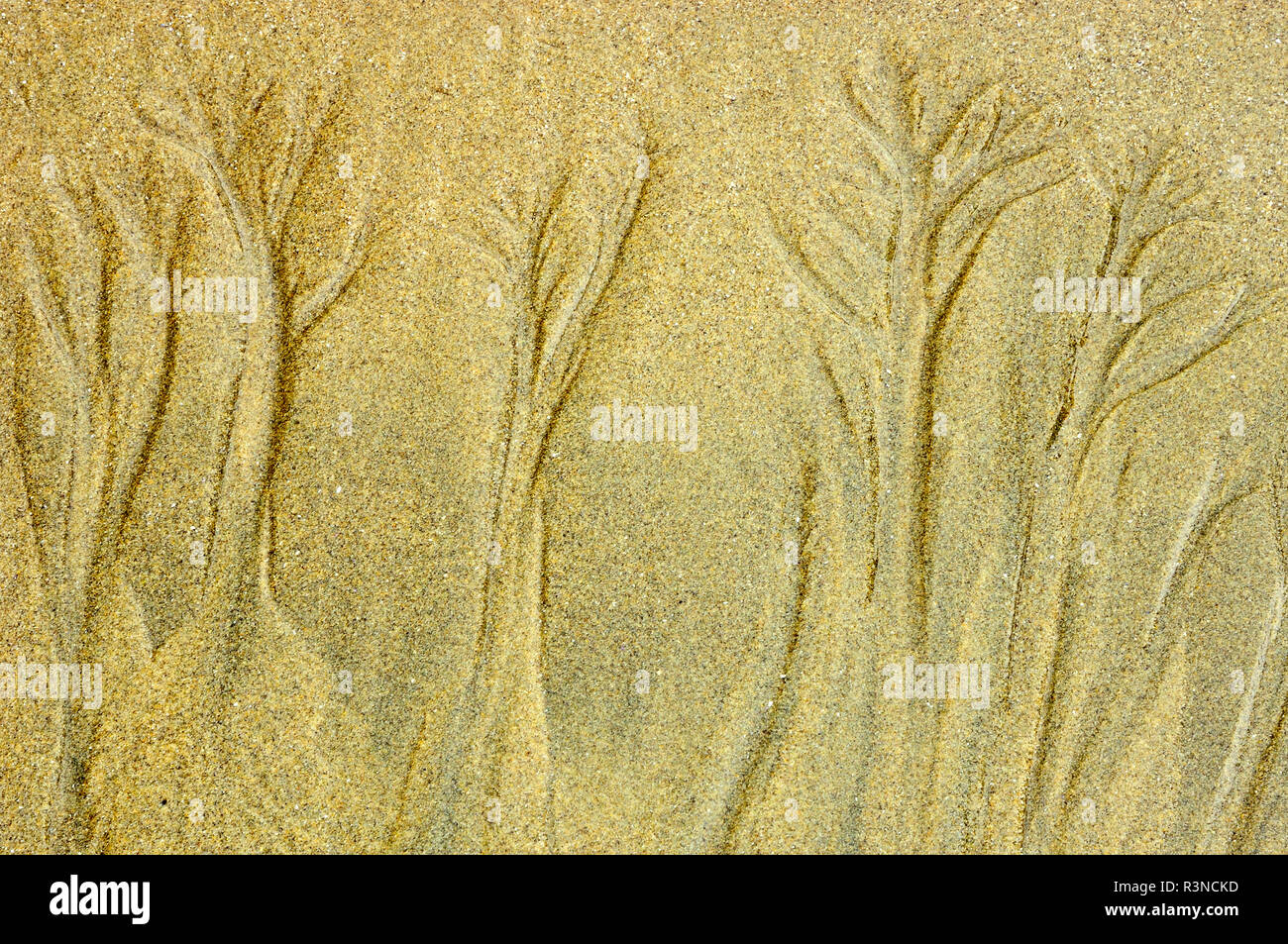 Canada, British Columbia, Pacific Rim National Park. Beach sand water ...