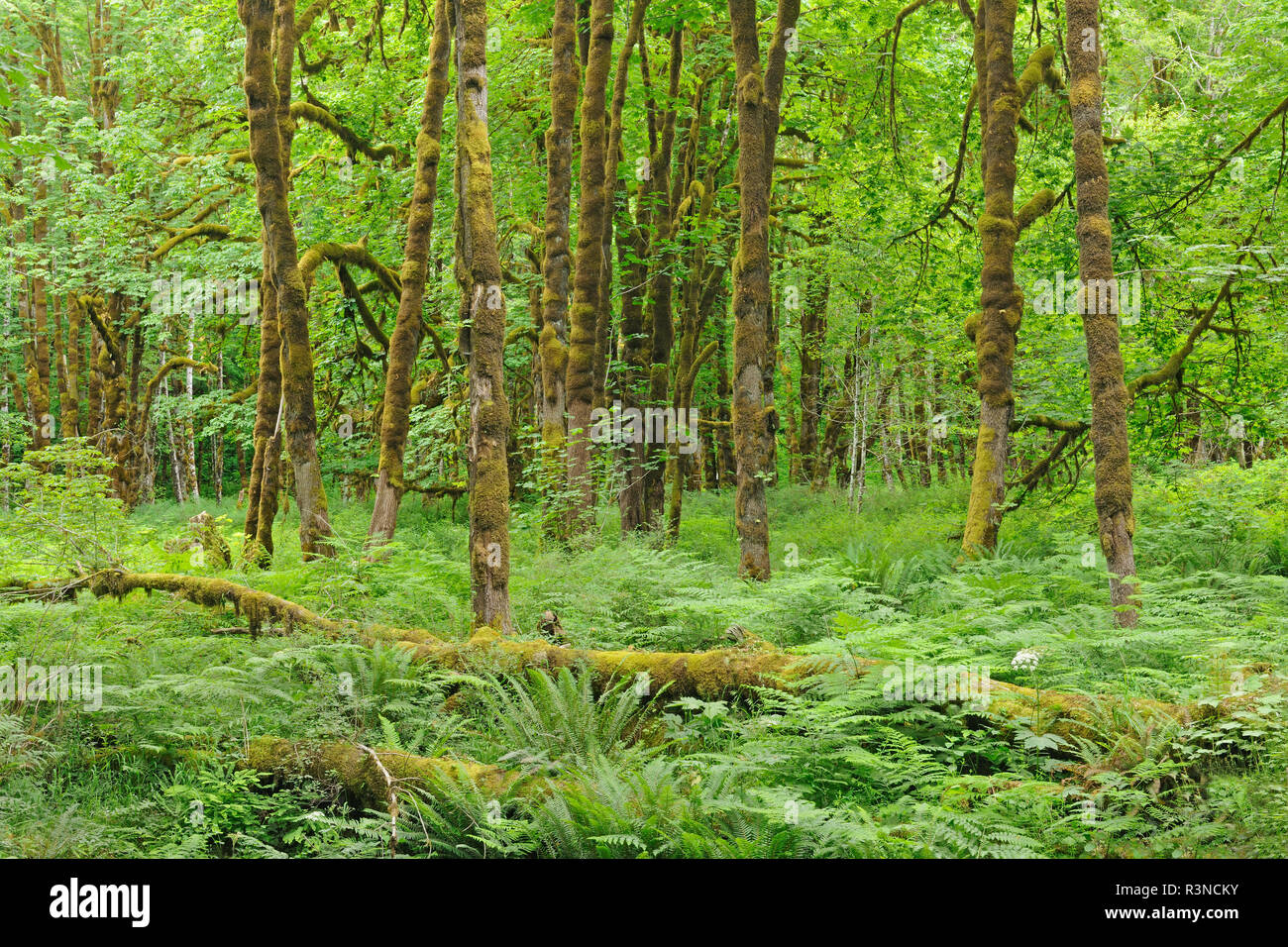 British ferns hi-res stock photography and images - Alamy