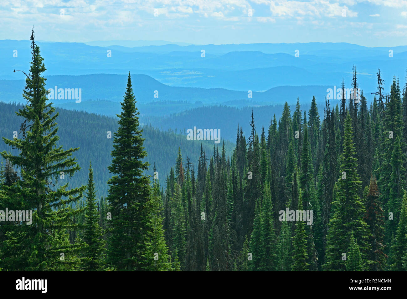Coniferous forest british columbia hi-res stock photography and images ...