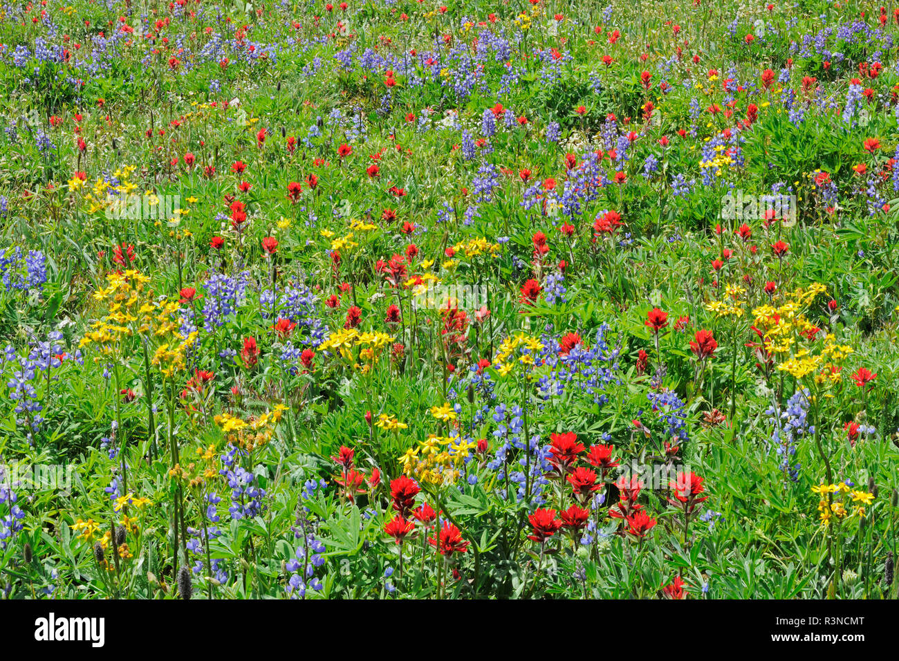 Wildflowers british columbia hi-res stock photography and images - Alamy