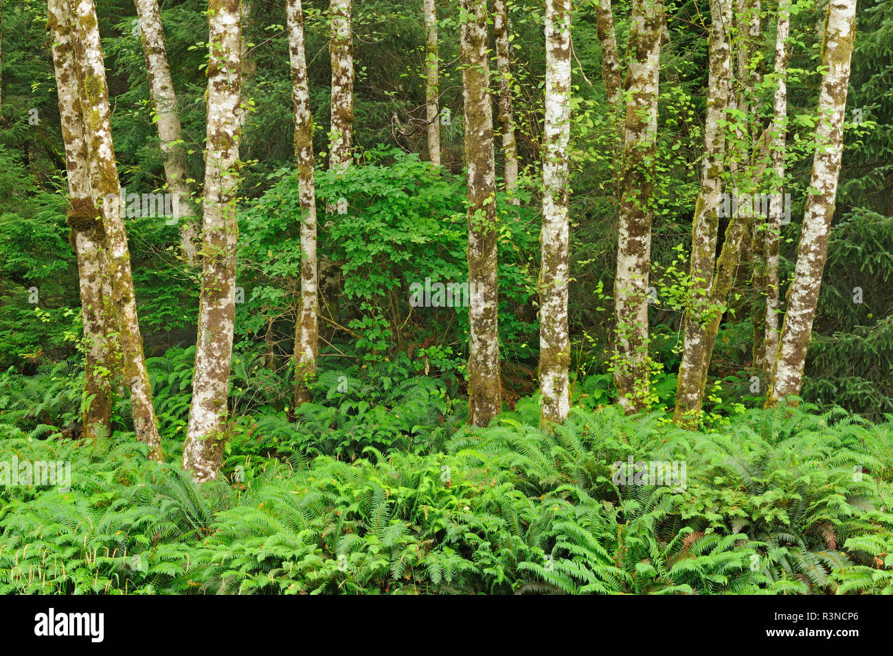 Canada, British Columbia, Graham Island. Alder trees and ferns Stock ...