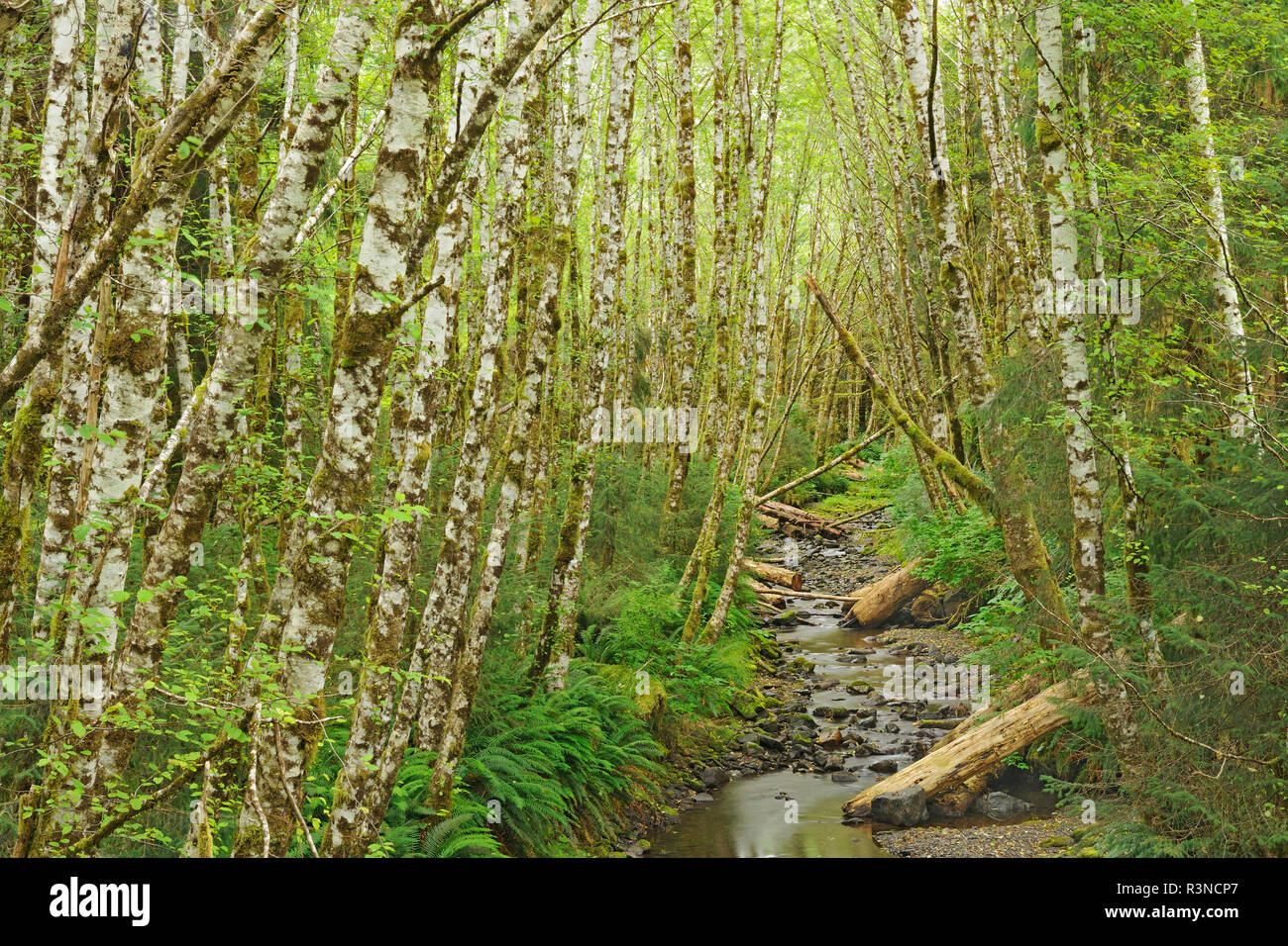 Canada, British Columbia, Graham Island. Alder trees and stream Stock ...