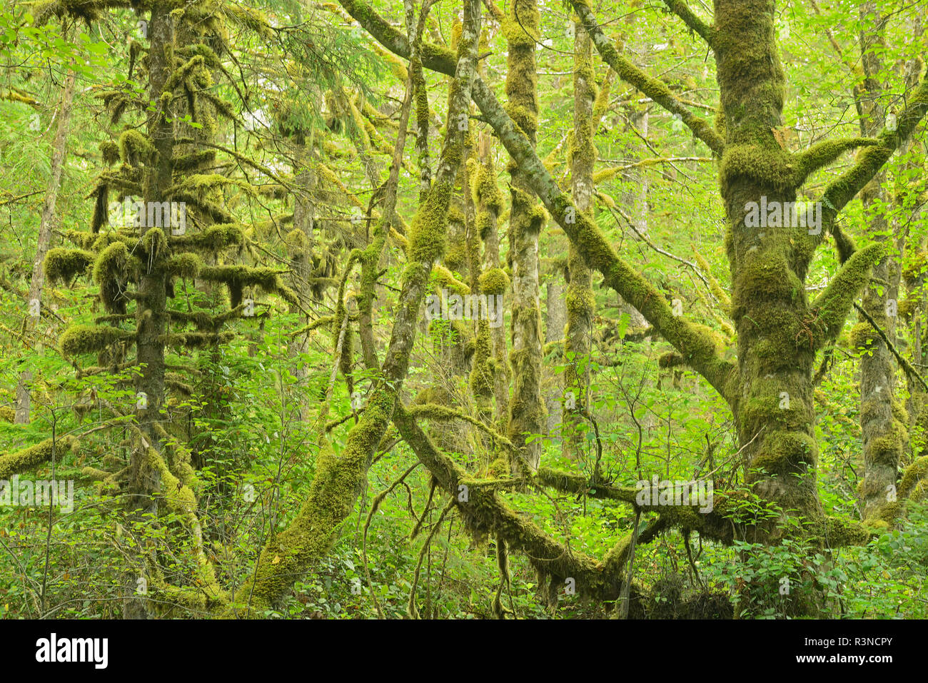 Canada, British Columbia, Naikoon Provincial Park. Coastal rainforest ...