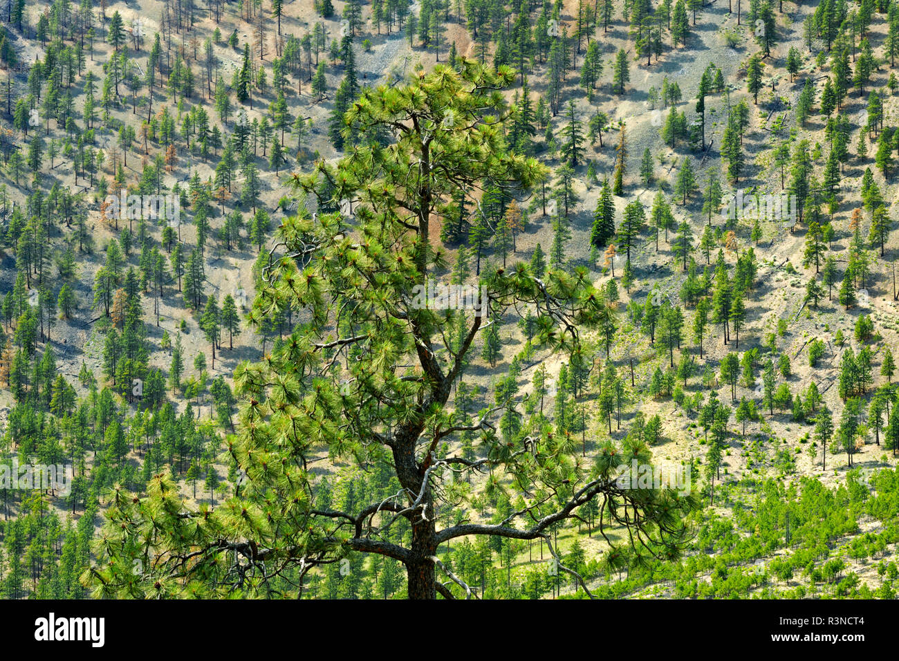 Canada, British Columbia. Pine trees on mountain slope Stock Photo - Alamy