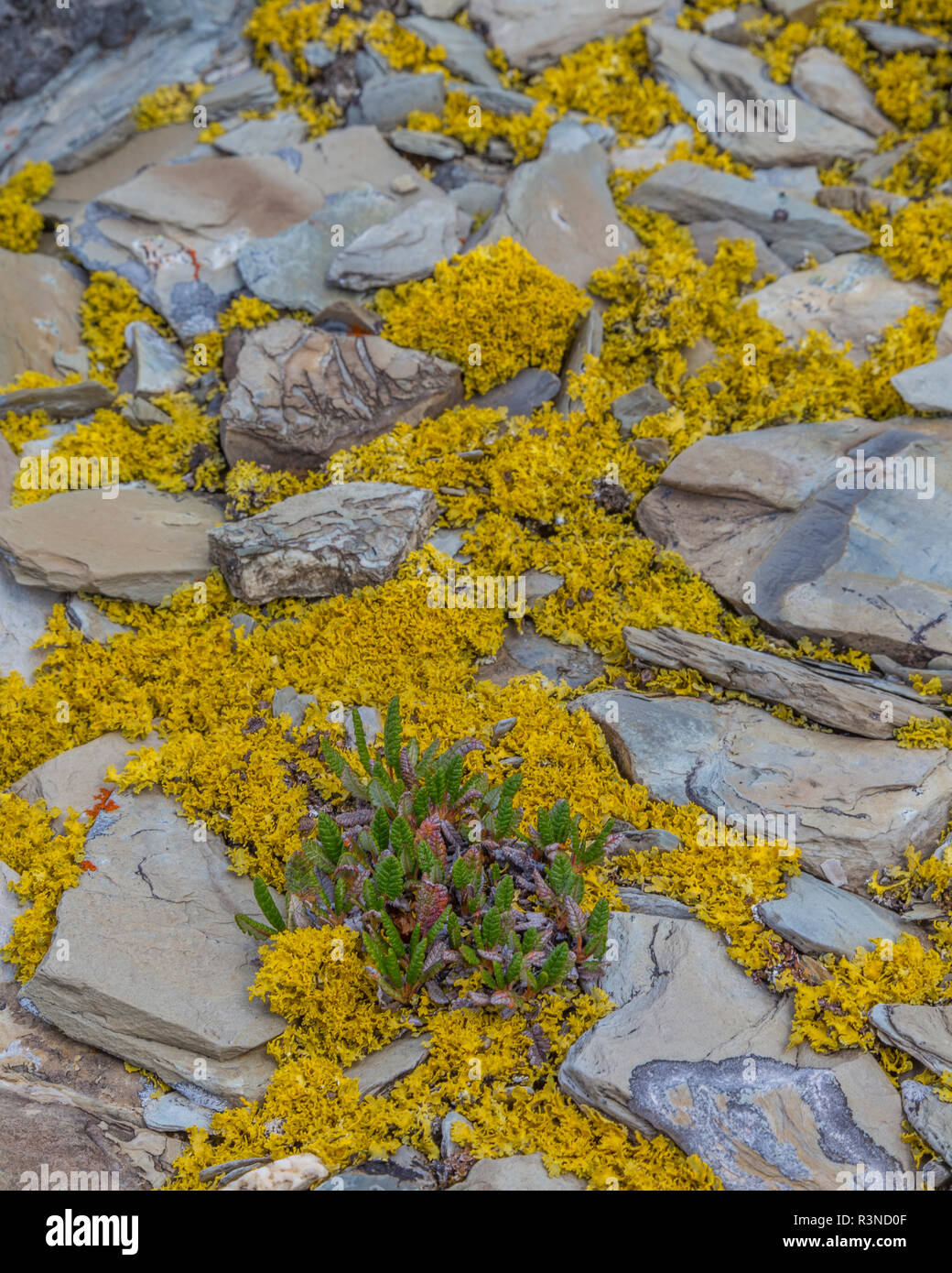 Canada, British Columbia, East Kootenay Mountains. Yellow lichen and ...