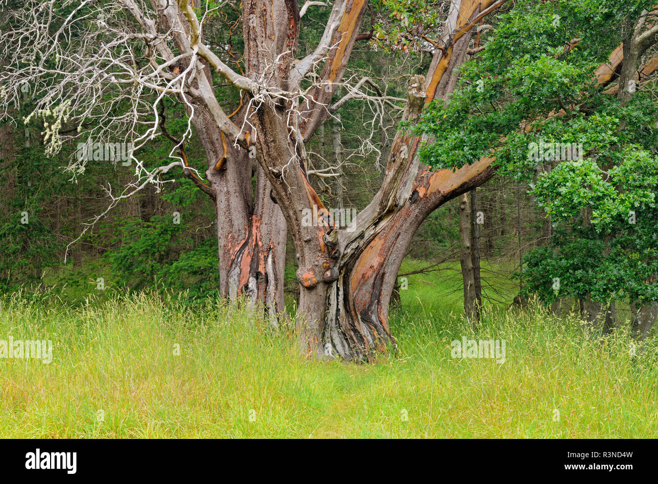 Helliwell provincial park hi-res stock photography and images - Alamy