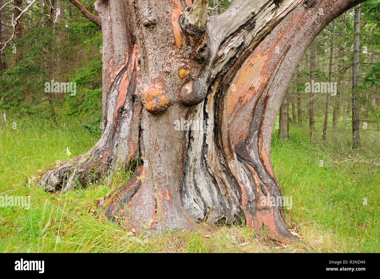 Canada, British Columbia, Helliwell Provincial Park. Giant arbutus tree ...