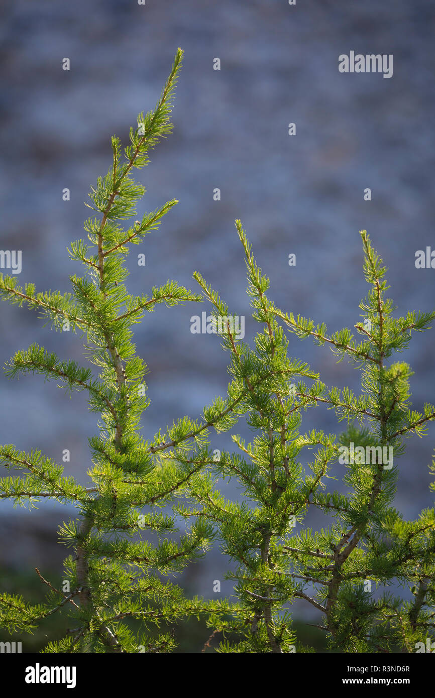 Larch tree sapling hi-res stock photography and images - Alamy
