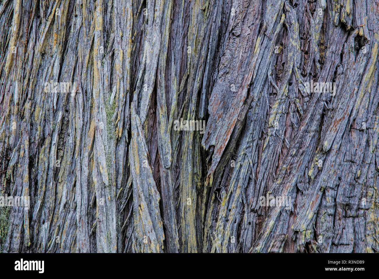 Texture in cedar bark in Ganges, British Columbia, Canada Stock Photo ...