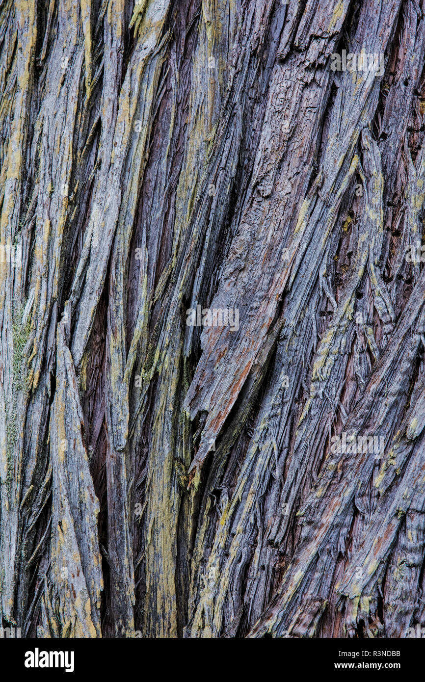 Texture in cedar bark in Ganges, British Columbia, Canada Stock Photo ...