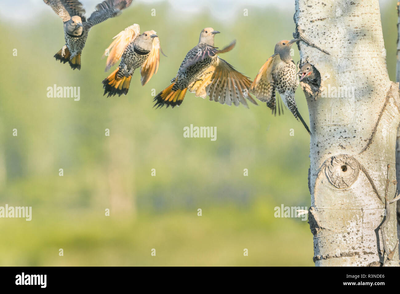Female northern flicker hi-res stock photography and images - Alamy