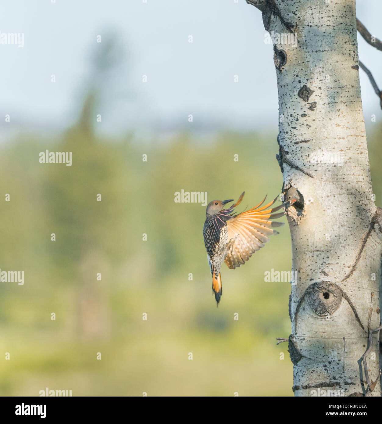 Canada, British Columbia. Adult female Northern Flicker (Colaptes ...
