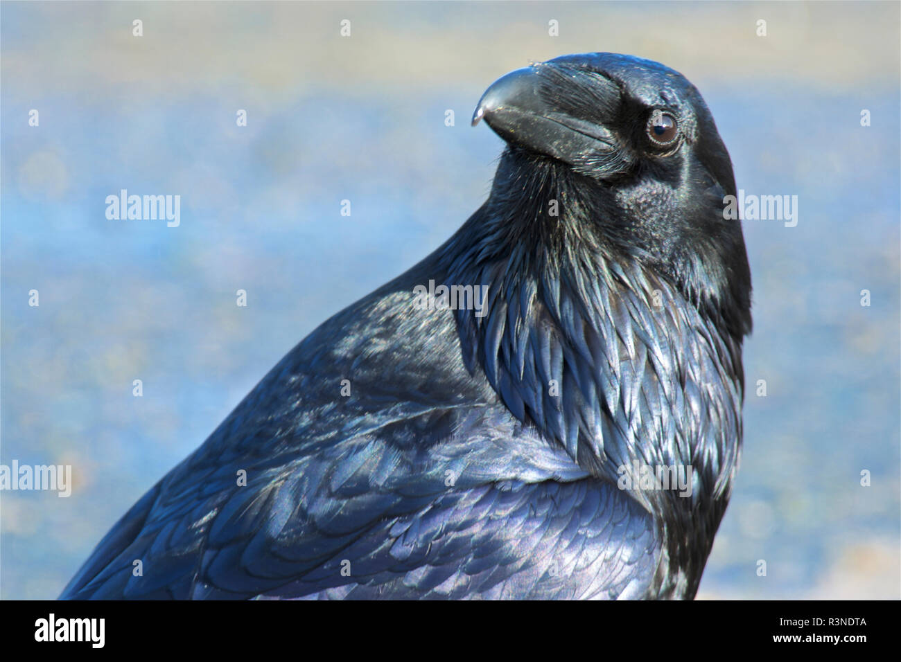 The common raven (Corvus corax), also known as the northern raven, is a ...