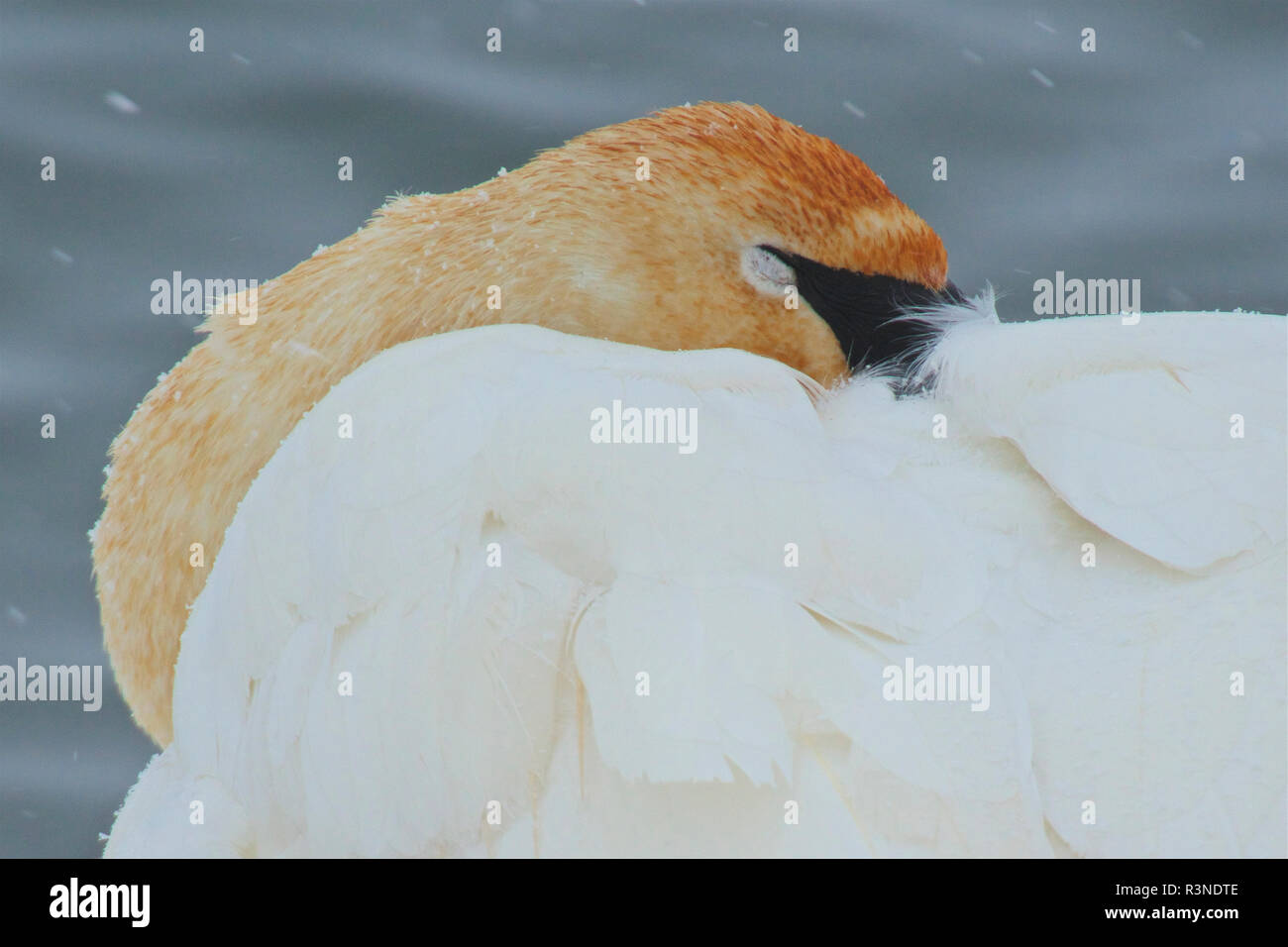 Swan river canada hi-res stock photography and images - Alamy