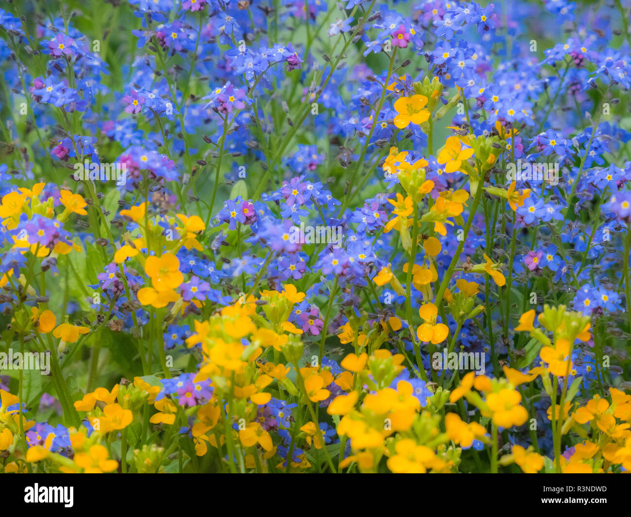 Blue and yellow with forget-me-nots Stock Photo - Alamy