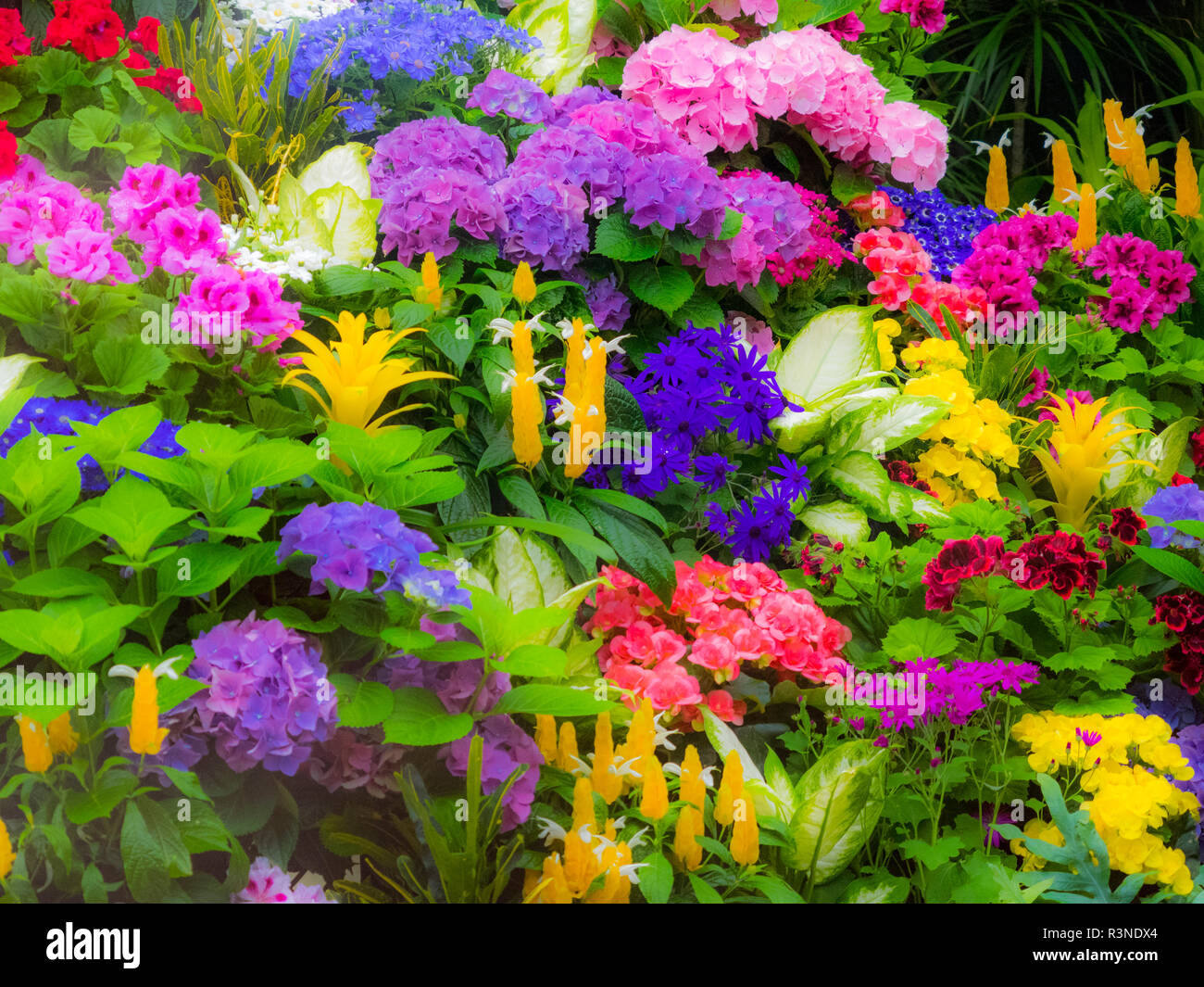 Mass colorful planting of flowers Stock Photo - Alamy