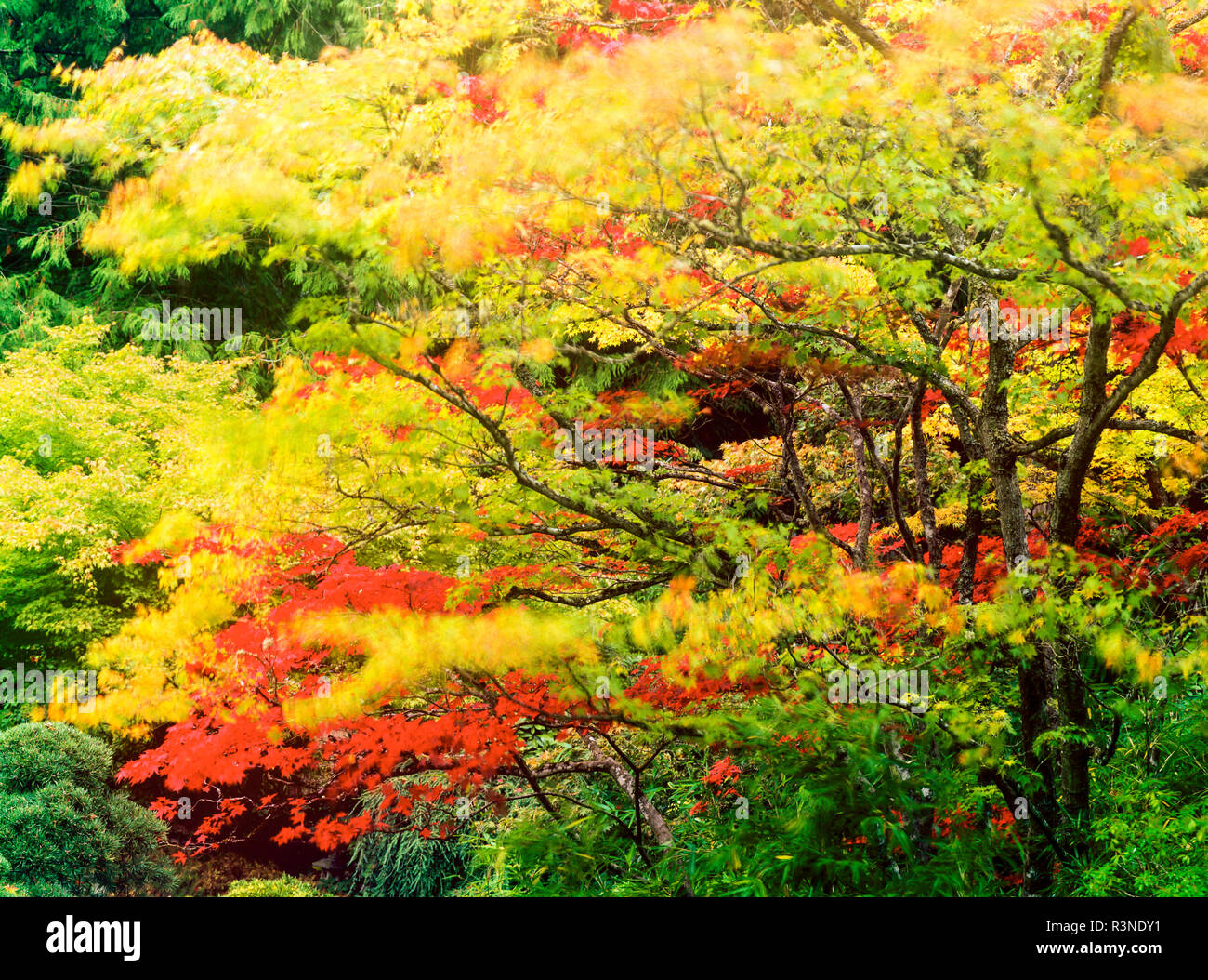 Autumn Color, Japanese Maples, B.C., Canada Stock Photo - Alamy