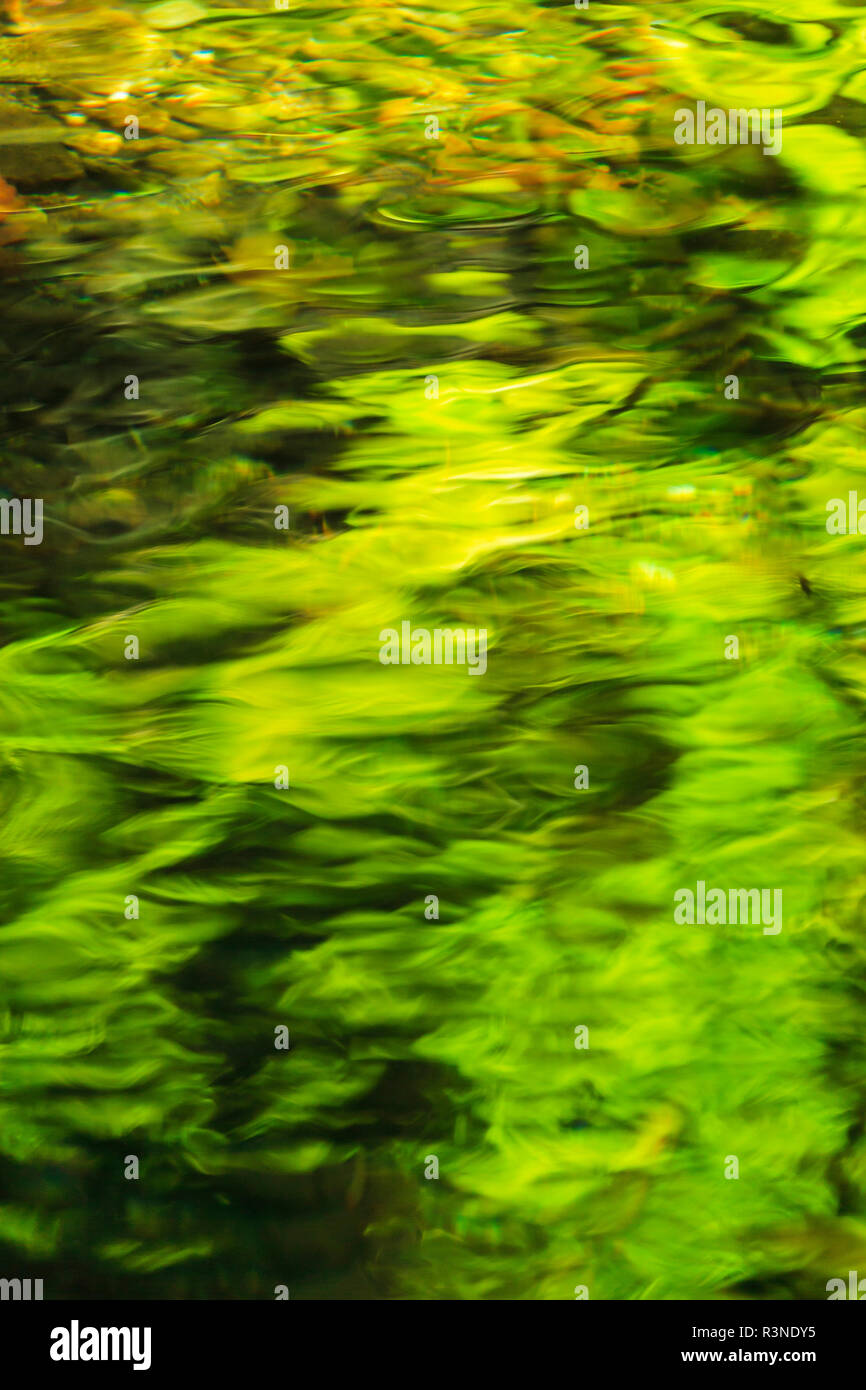 Summer Maple Leaf reflections, Goldstream River, Goldstream Provincial ...