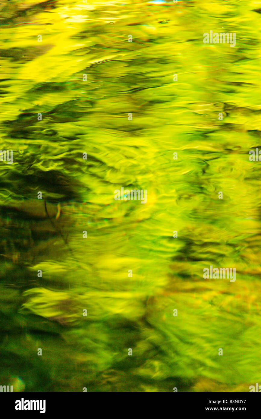 Summer Maple Leaf reflections, Goldstream River, Goldstream Provincial ...