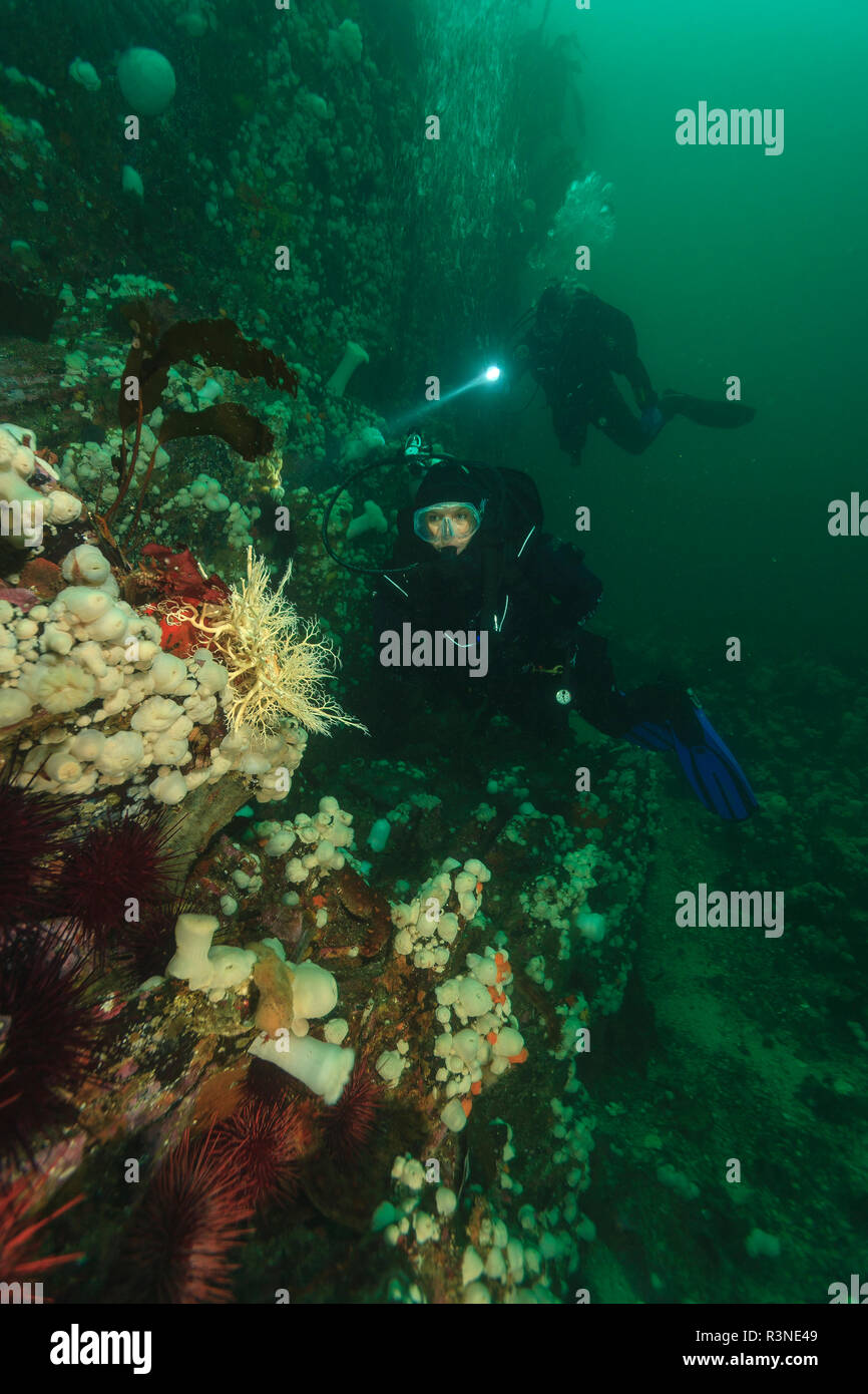 Scuba divers underwater, Browning Passage, North Vancouver Island ...