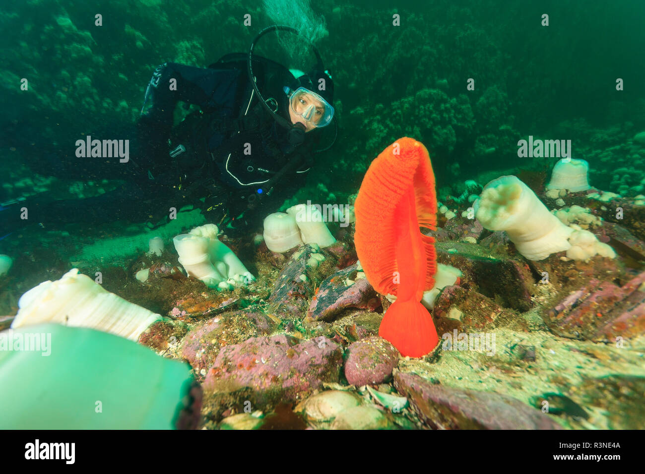 Underwater vancouver island hi-res stock photography and images - Alamy