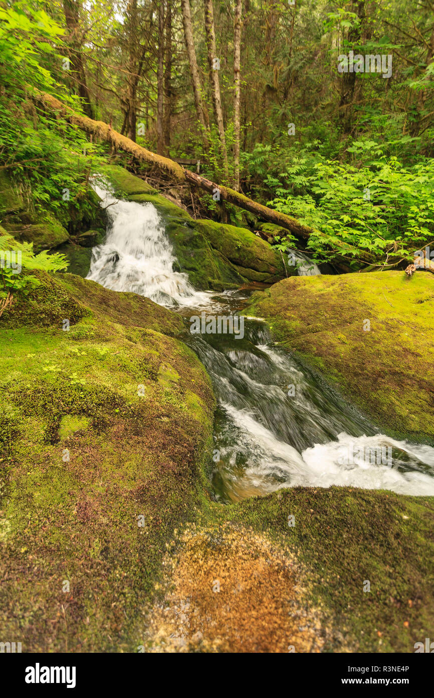 Princess royal island hi-res stock photography and images - Alamy