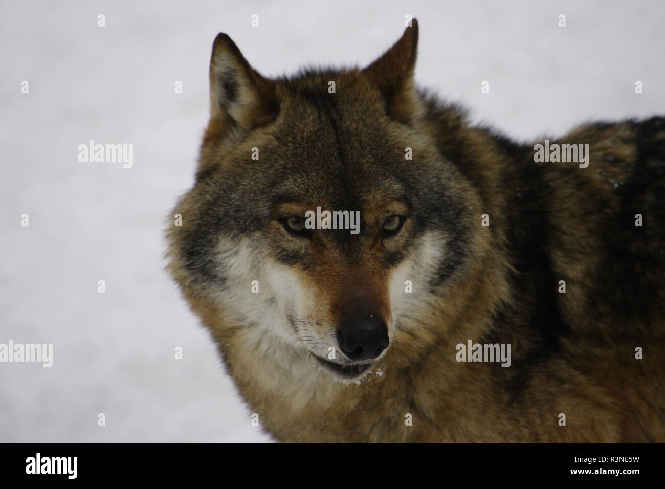 Curious nosey nosy eyes hi-res stock photography and images - Alamy
