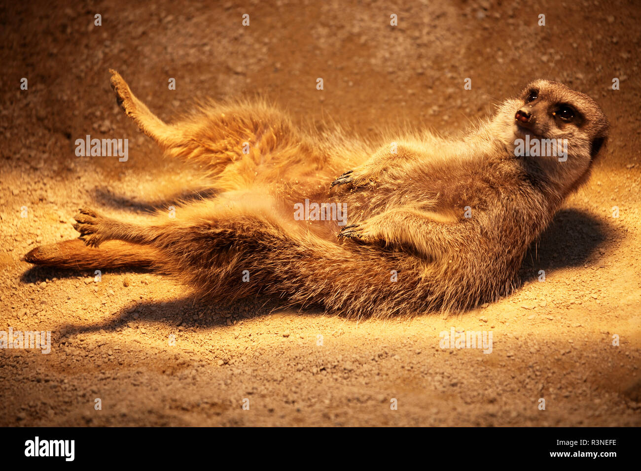 very relaxed meerkat Stock Photo - Alamy