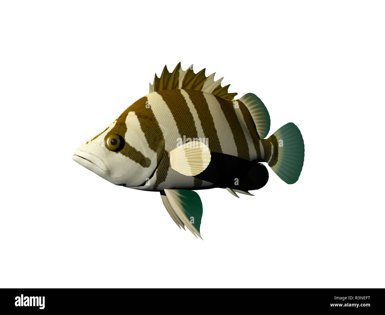 tropical fish released with stripes Stock Photo - Alamy