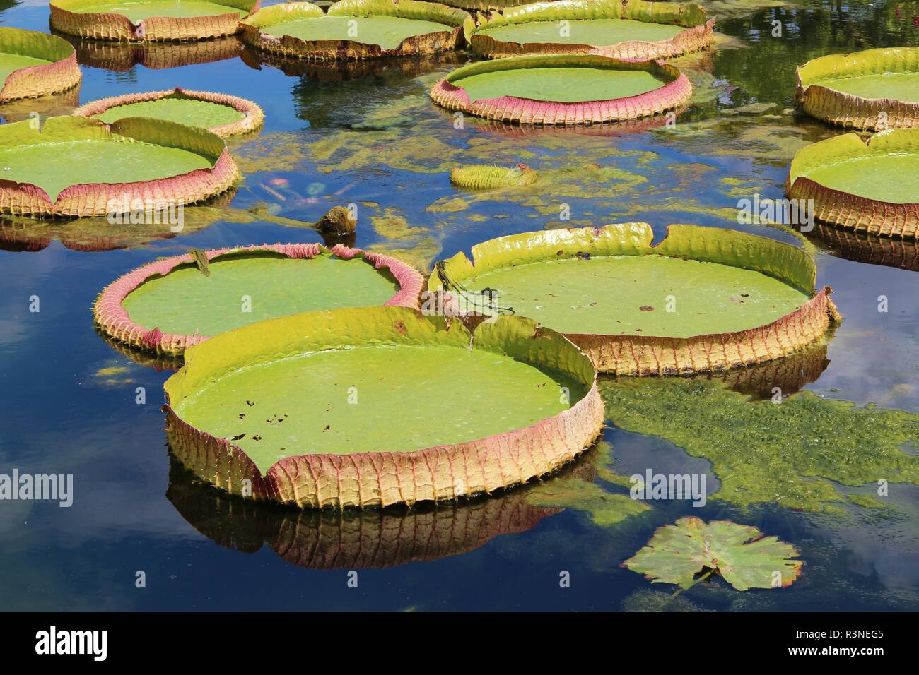 floating lily pads Stock Photo - Alamy