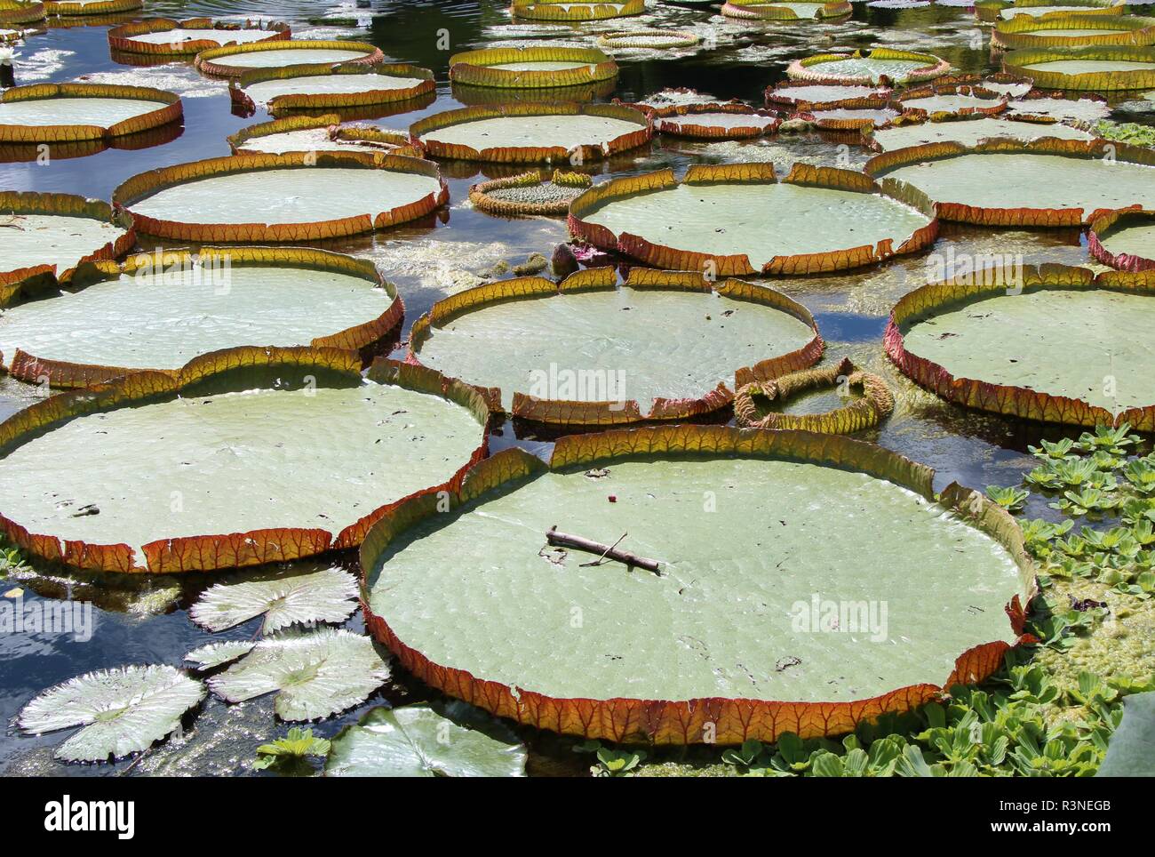 floating lily pads Stock Photo - Alamy